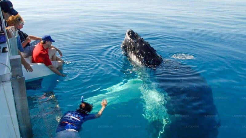 From Galle: Mirissa morning whale watching tour - The Value of This Experience