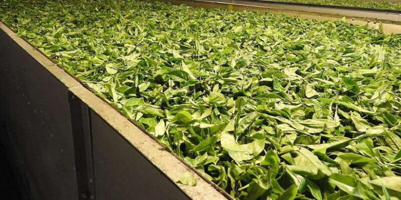 From Galle/Mirissa/Tangalle/Hikkaduwa Day trip to Ella Peaks - Practical Details and Experience Tips