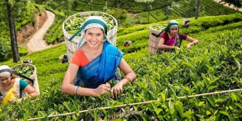 From Galle/Mirissa/Tangalle/Hikkaduwa Day trip to Ella Peaks - Final Thoughts: Who Will Love This Tour?