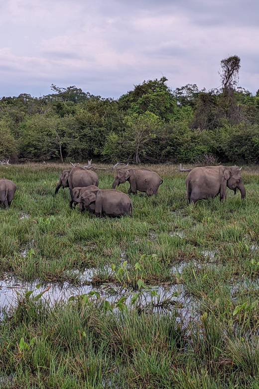 From Galle/ Mirissa/ Tangalle : Udawalawa Safari & Drop Ella - The Sum Up
