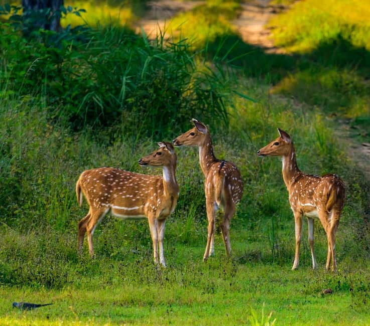 From Galle/Mirissa/Tangalle : YALA SAFARI & Ella Transfer - A Close Look at the Tour Experience