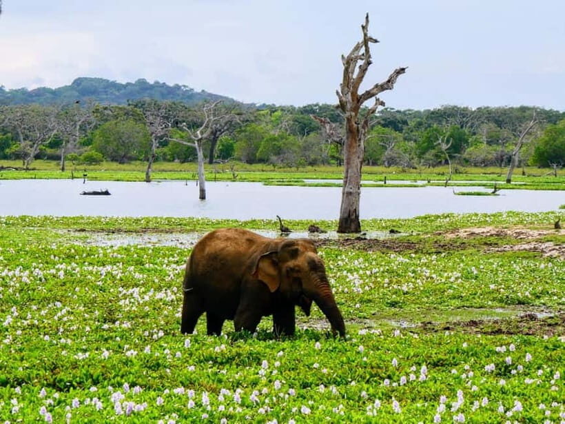 From Galle/Mirissa/Tangalle : YALA SAFARI & Ella Transfer - Final Thoughts: Who Will Love This Tour?