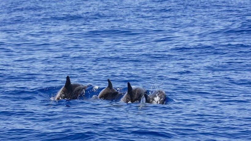 From Galle: Mirissa Whale and Dolphin Watching Boat Ride - Introduction