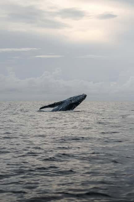 From Galle: Mirissa Whale and Dolphin Watching Boat Ride - Key Points