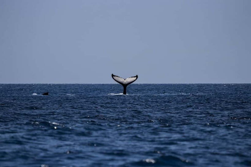 From Galle: Mirissa Whale and Dolphin Watching Boat Ride - Why This Tour Is Worth Considering