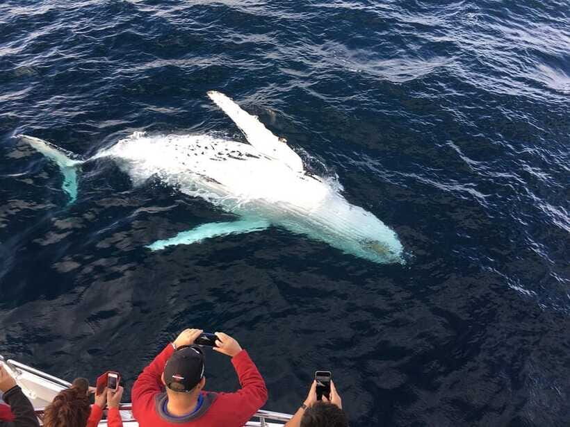 From Galle: Mirissa Whale and Dolphin Watching Boat Ride - FAQ