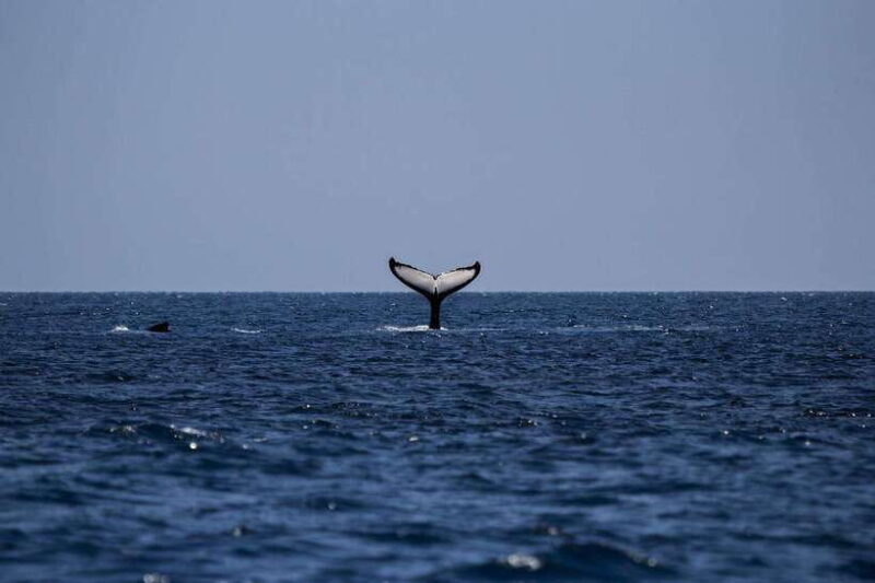 From Galle: Mirissa Whale and Dolphin Watching Boat Ride - Who Will Love This Tour?