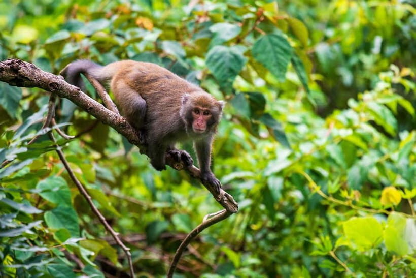 From Galle or Mirissa: Sinharaja Rainforest Day Trip - An In-Depth Look at the Sinharaja Rainforest Day Trip