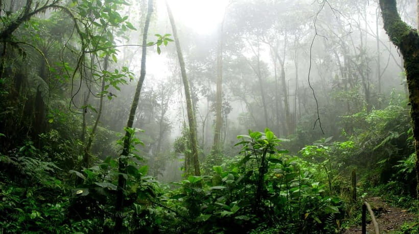 From Galle or Mirissa: Sinharaja Rainforest Day Trip - Who Should Consider This Tour?