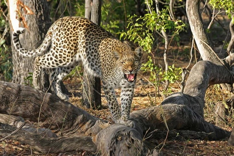 From Galle or Mirissa: Sinharaja Rainforest Day Trip - FAQ