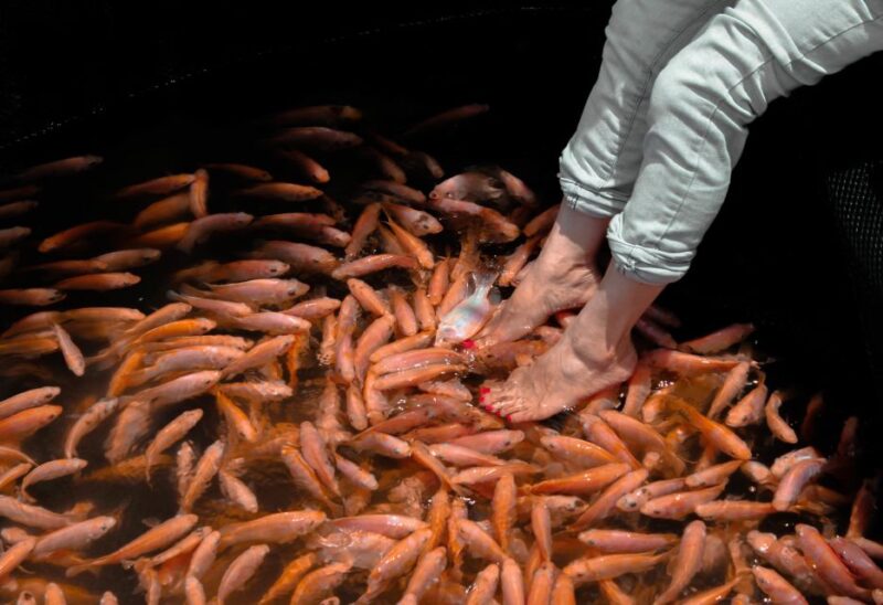 From Galle: Private Day Trip to Turtle Hatchery & Madu Ganga - FAQs