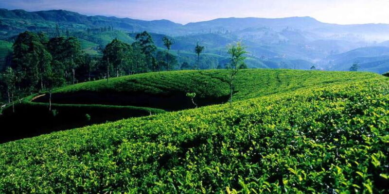 From Galle/Weligama/Mirissa: Day Trip to experience Ella - What’s Included & What to Budget For