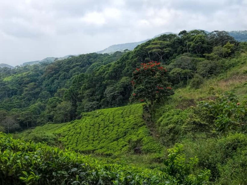 From Galle/Weligama/Mirissa/Matara: Day Trip to Sinharaja - Final Thoughts