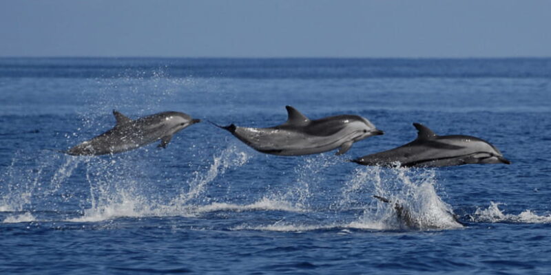 From Galle : Whale and Dolphin Watching Tour in Mirissa - An Authentic Oceanic Adventure from Galle