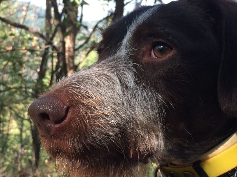 From Gavi: Piedmont Truffle Hunting Experience with Tasting - Final Verdict: Who Should Consider This Tour?