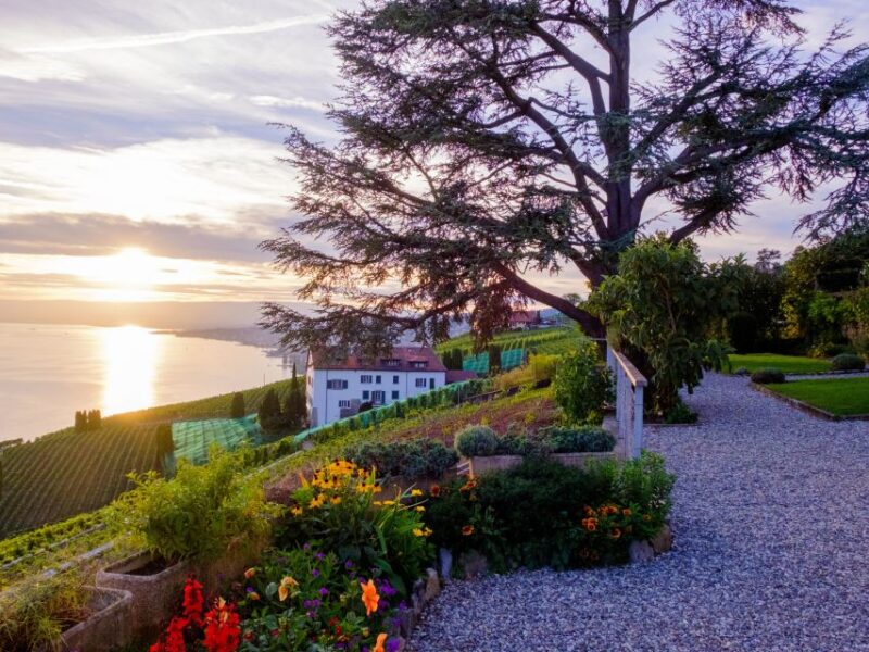 From Geneva: Swiss Riviera Private Tour - Exploring the Olympic Museum of Lausanne