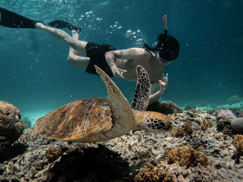 From Gili Air: Snorkeling with Turtles & Underwater Statue - Final Thoughts: Who Is This Tour Best For?