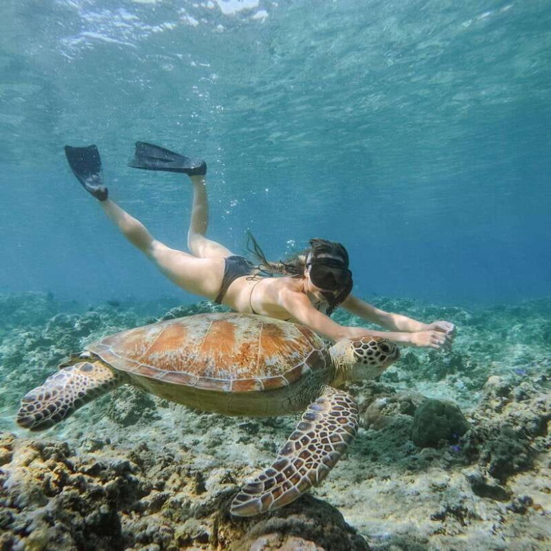 From Gili Meno: Private Snorkeling with Turtle & Statue - The Itinerary & Highlights