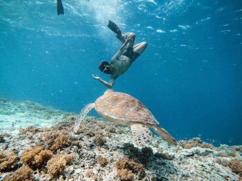 From Gili Meno: Private Snorkeling with Turtle & Statue - Potential Drawbacks