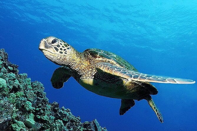 From Gili Trawangan & Gili Air Snorkeling Trip Sharing & Private - What You Can Expect from the Tour