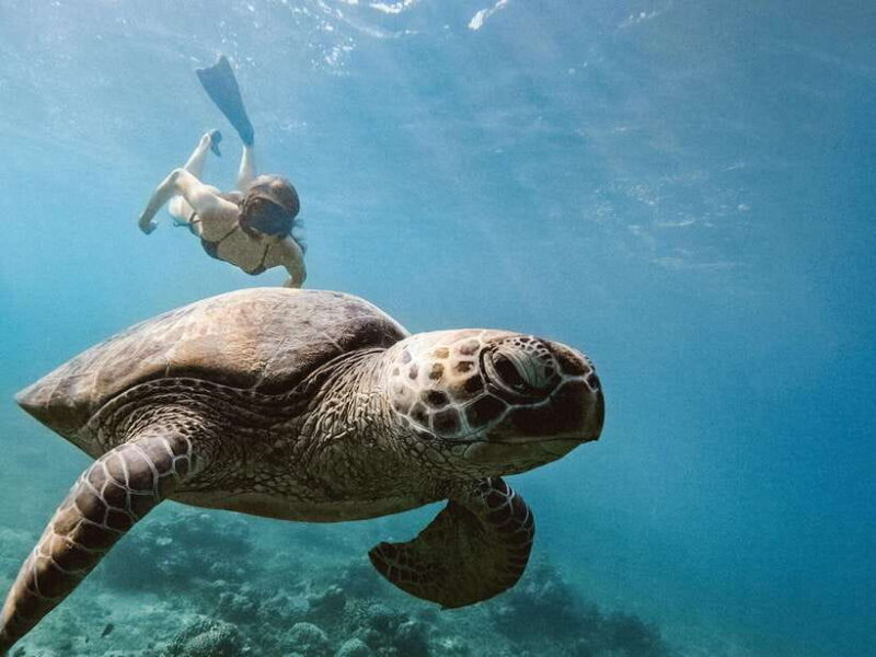 From Gili Trawangan: Gili Islands Snorkeling Boat Tour - Important Practicalities