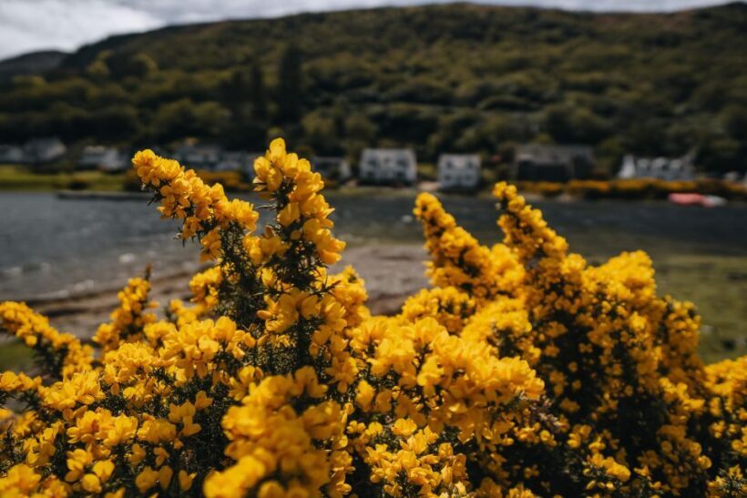 From Glasgow: A Day on the Isle of Arran with Admission - What You Can Expect from the Tour