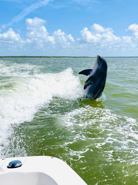 From Goodland: Private Shelling and Dolphin Watching Cruise - Authentic Experiences from Real Travelers