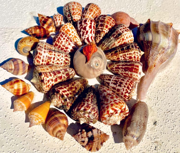 From Goodland: Private Shelling and Dolphin Watching Cruise - Who Should Consider This Tour?