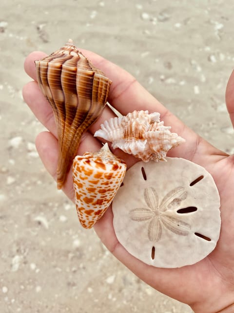 From Goodland: Private Shelling and Dolphin Watching Cruise - Final Thoughts