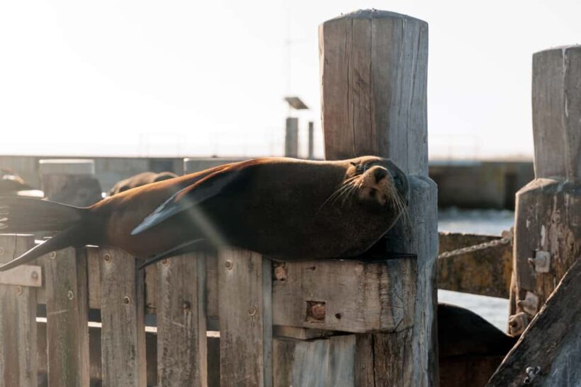 From Goolwa: Full Day Coorong Experience - Final Thoughts
