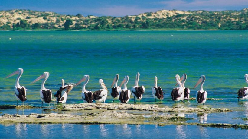 From Goolwa: Half-Day Coorong Experience - Who Should Skip This Tour?