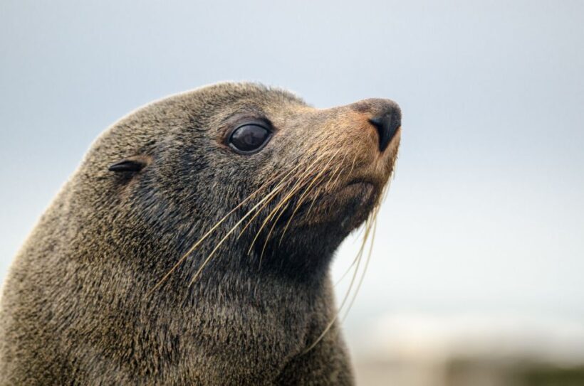 From Goolwa: Murray Mouth Cruise - From Goolwa: Murray Mouth Cruise — A Detailed Review