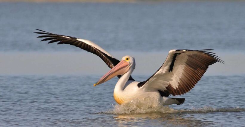 From Goolwa: Murray Mouth Cruise - Key Points