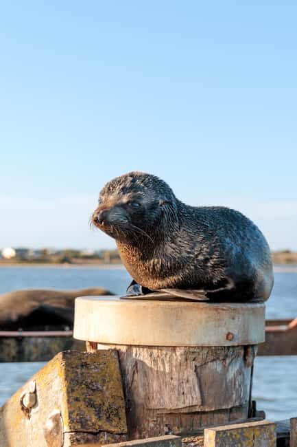 From Goolwa: Murray Mouth Cruise - Who should consider this cruise?