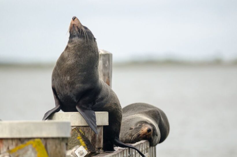From Goolwa: Murray Mouth Cruise - The Sum Up: The Value of the Goolwa Murray Mouth Cruise