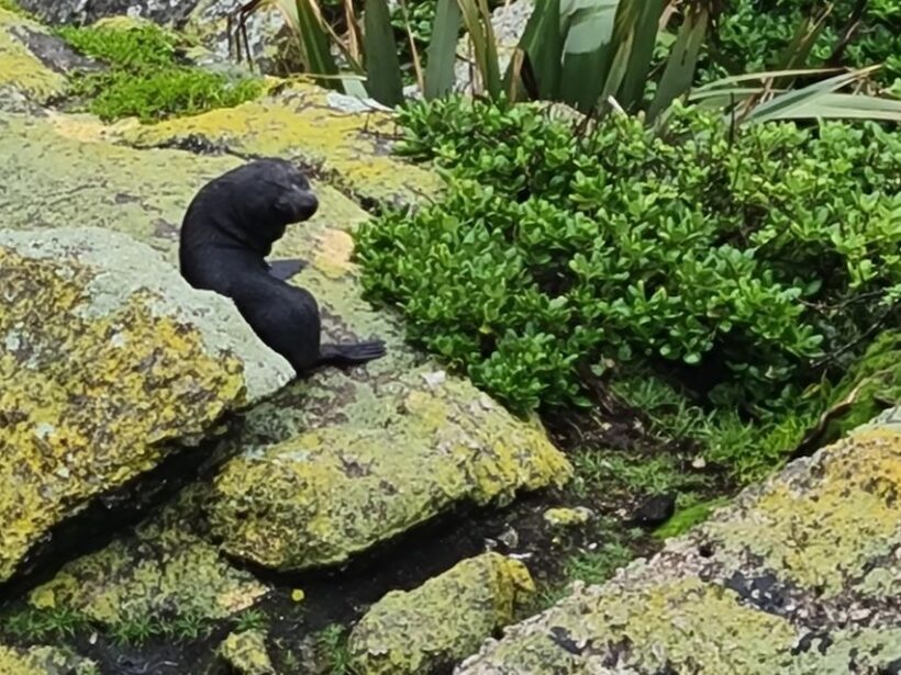 From Greymouth: Highlights West Coast Day Tour - The Itinerary: What to Expect from Dawn to Dusk