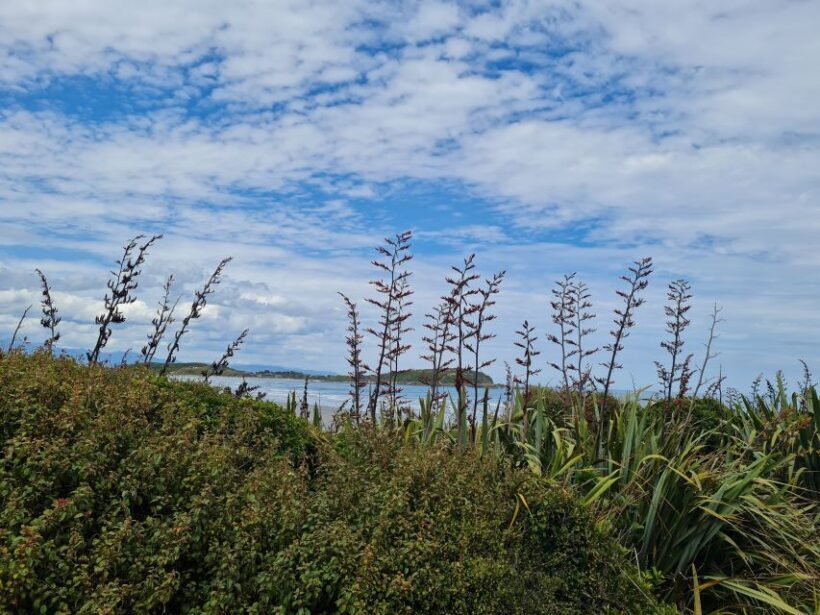 From Greymouth: Highlights West Coast Day Tour - Practical Tips for Booking & Enjoying