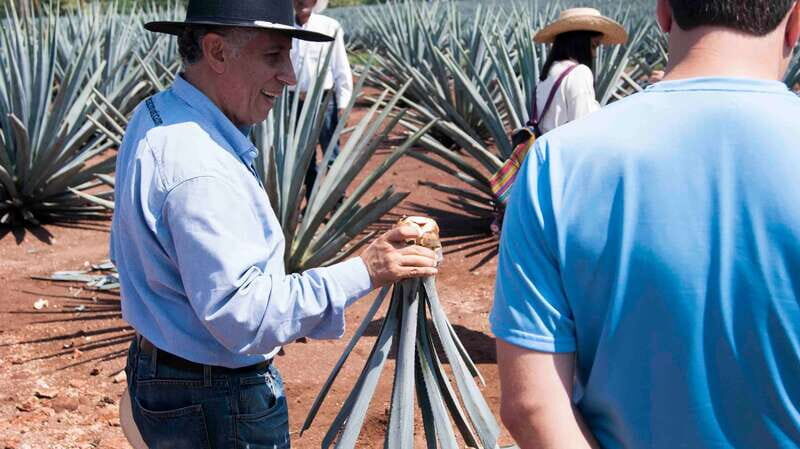 From Guadalajara: Pyramids & Jose Cuervo Tequila Tour - Who Will Enjoy This Tour?