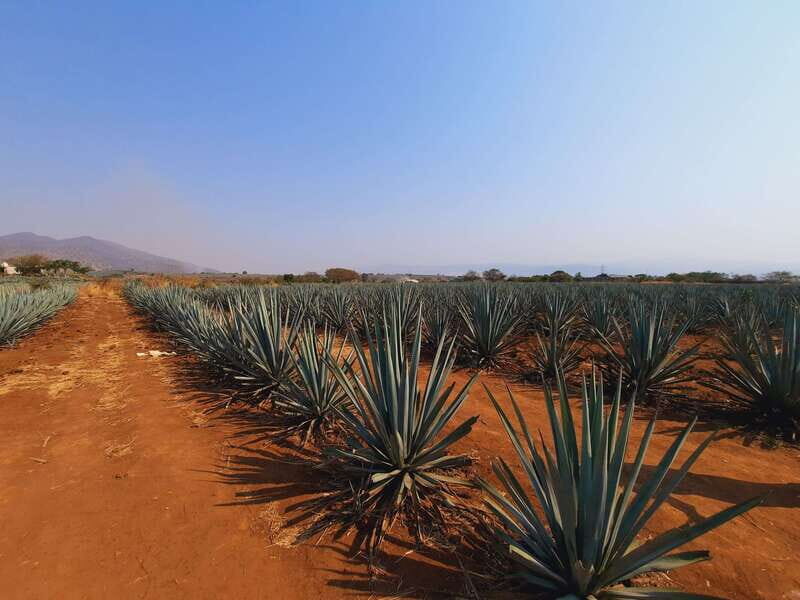 From Guadalajara: Pyramids & Jose Cuervo Tequila Tour - FAQ