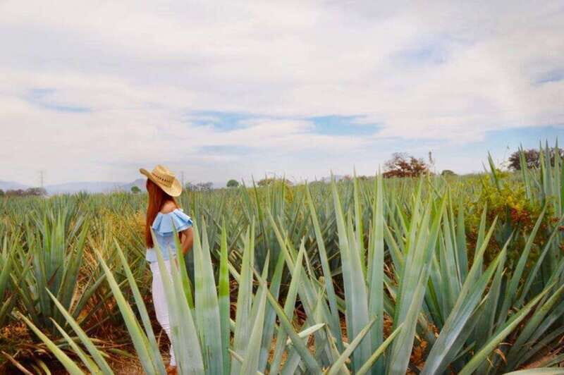 From Guadalajara: Tequila Town and Cantarito Making Tour - Key Points