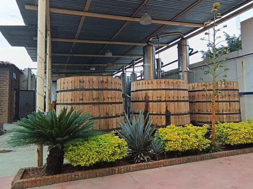 From Guadalajara: Tequila Town and Cantaritos El Guero - FAQs
