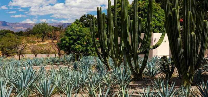 From Guadalajara to Tequila and Teuchitlan: Motorcycle Tour - Returning to Guadalajara