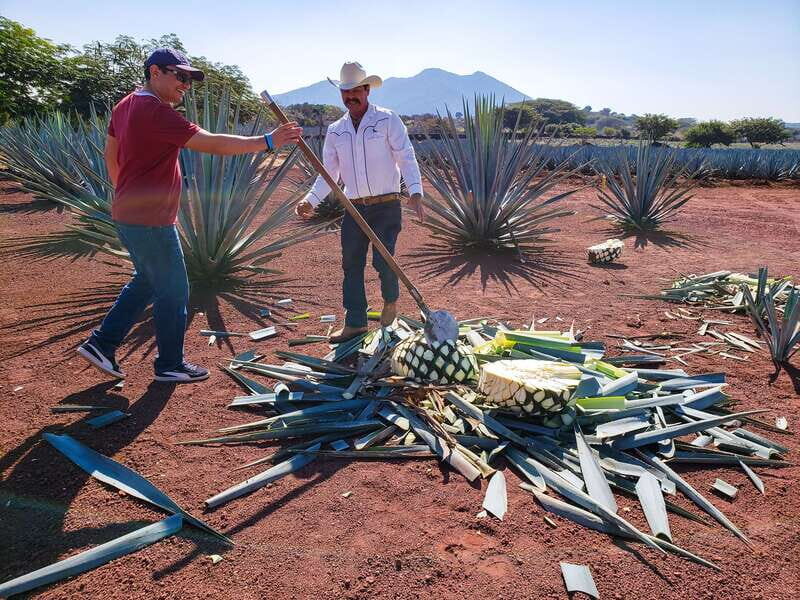 From Guadalajara: Town of Tequila & Jose Cuervo Factory Tour - Key Points