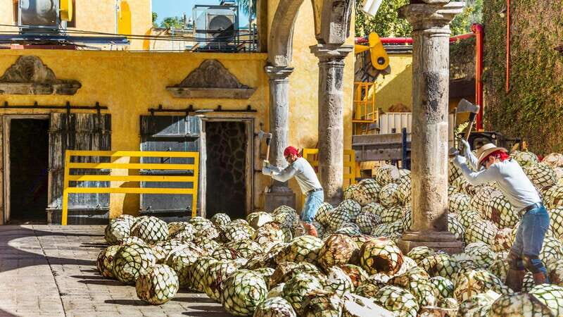 From Guadalajara: Town of Tequila & Jose Cuervo Factory Tour - FAQs