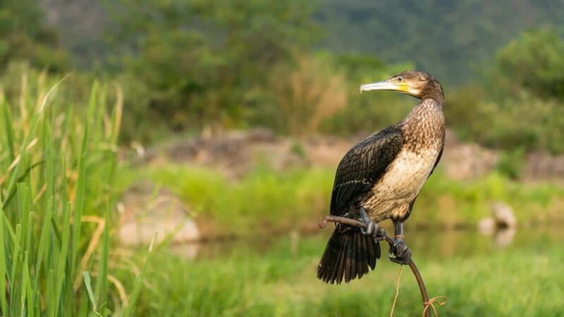 From Guilin: 6-Day Guilin, Yangshuo, and Longsheng Tour - Authenticity and Local Experiences