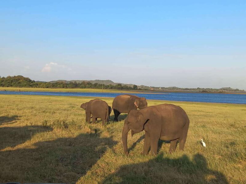 From Habarana: Minneriya National Park 4x4 Jeep Safari - Key Points