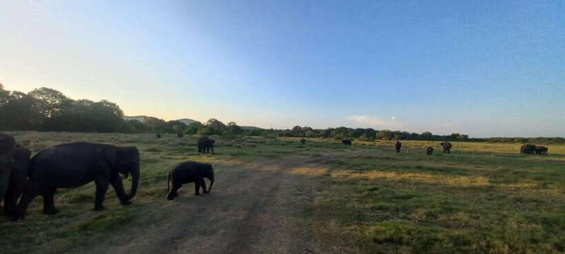 From Habarana: Minneriya National Park 4x4 Jeep Safari - FAQ