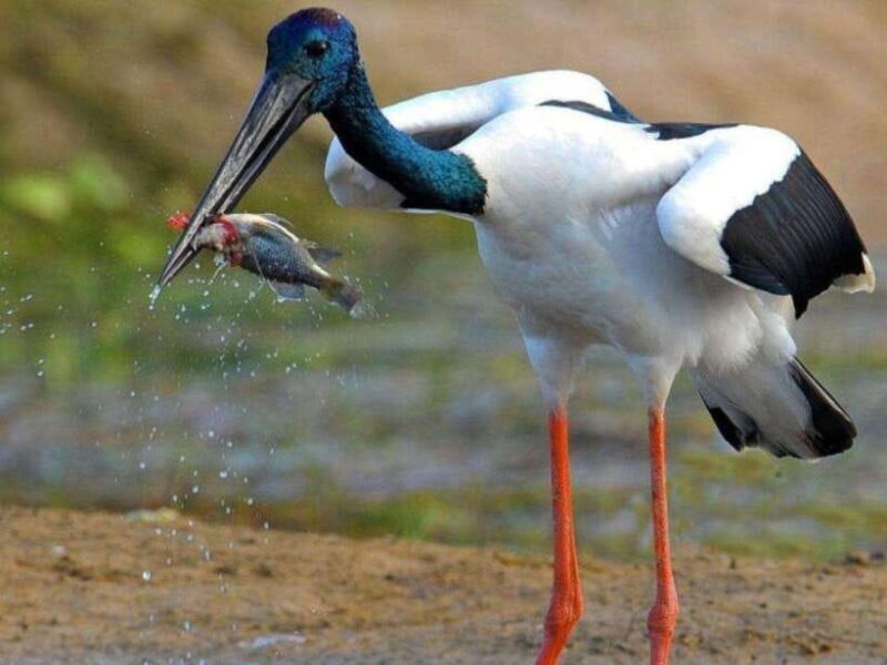 From Hambantota Harbor: Bundala National Park Safari-Private - Key Points