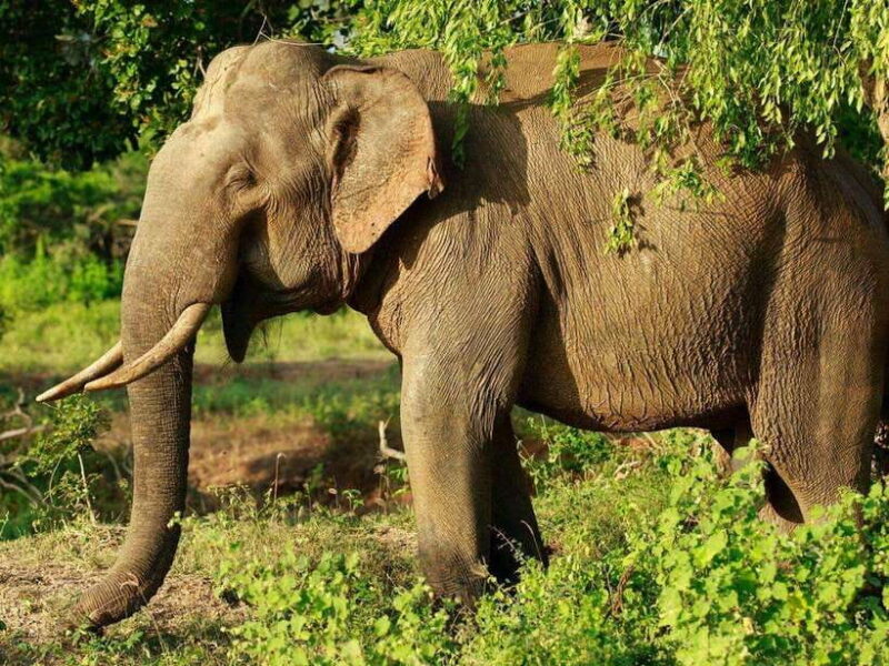 From Hambantota Harbor: Bundala National Park Safari-Private - Analyzing the Price and Value