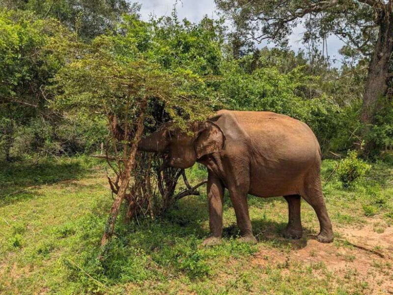 From Hambantota Harbor: Bundala National Park Safari-Private - Summing Up the Experience